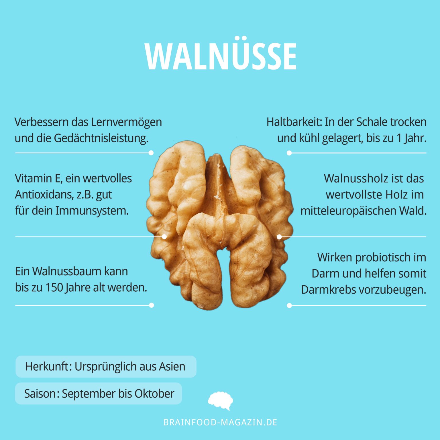 Die Walnuss – ein richtiges Brainfood! - Brain Food Magazin – lebe bewusst